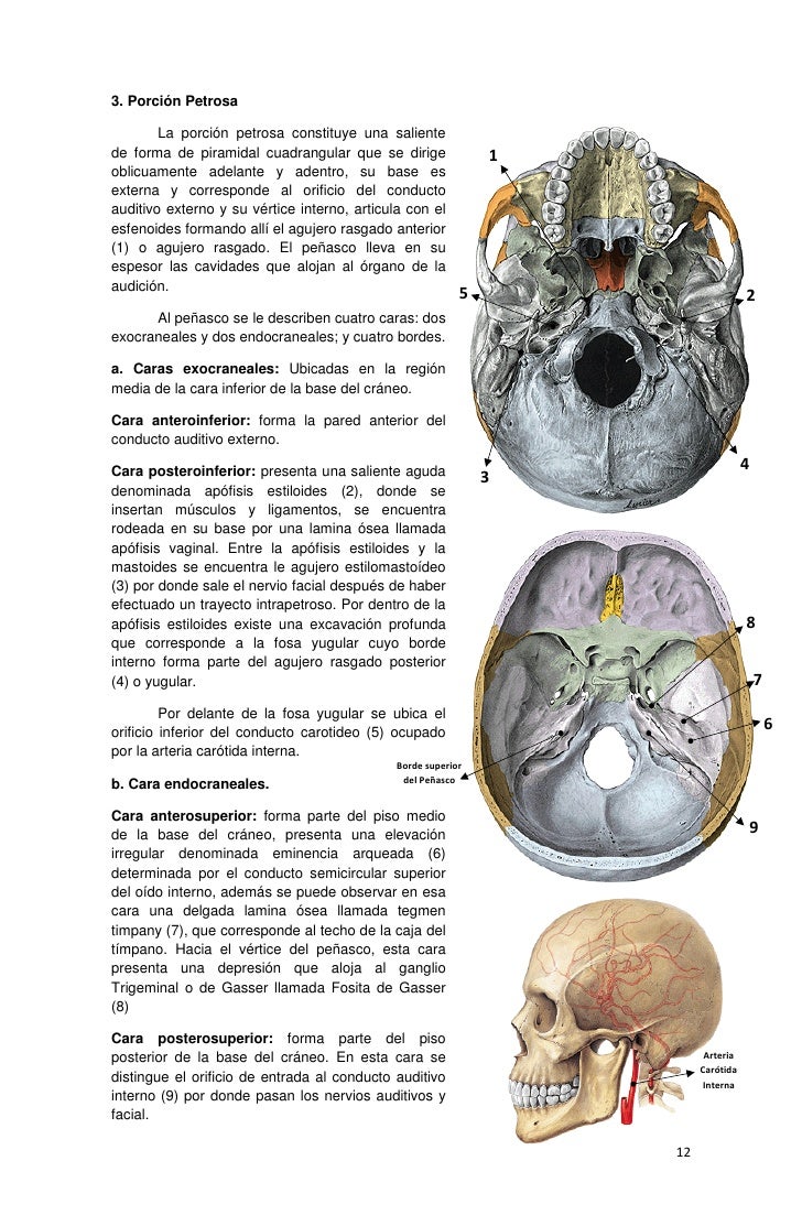 Osteología de cráneo