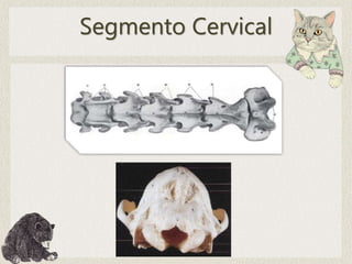 Osteología de la columna vertebral | PPTX