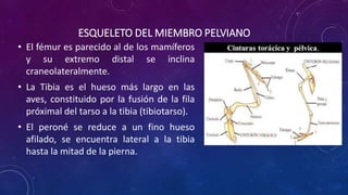 Osteología de las aves y articulaciones.pdf