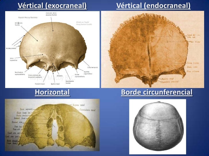 Osteología del cráneo, frontal y etmoides
