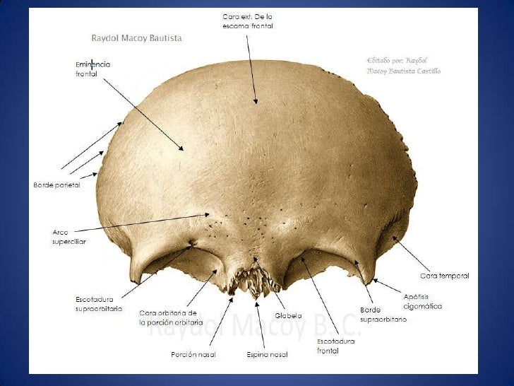 Osteología del cráneo, frontal y etmoides