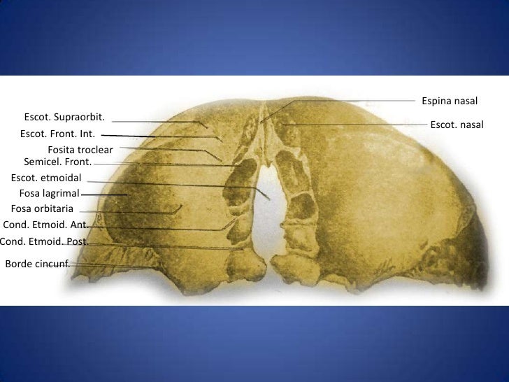 Osteología del cráneo, frontal y etmoides