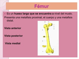 Osteología del miembro inferior | PPTX