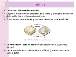 Osteología del miembro inferior | PPTX
