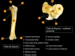 Osteología del miembro pelviano | PPT