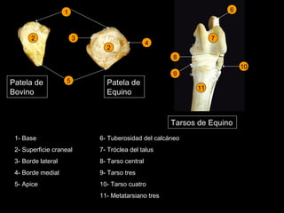 Osteología del miembro pelviano | PPT