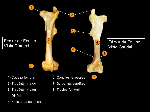 Osteología del miembro pelviano