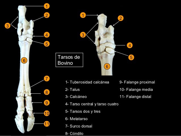 Osteología del miembro pelviano