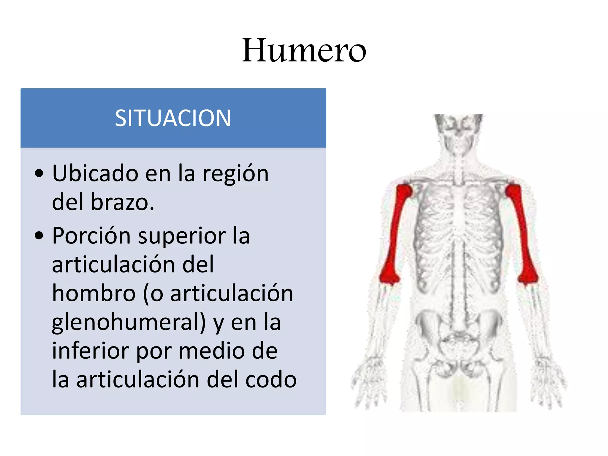 Osteología del miembro superior i (Anatomía Humana) | PPTX