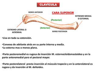 Osteología del miembro superior i (Anatomía Humana) | PPTX