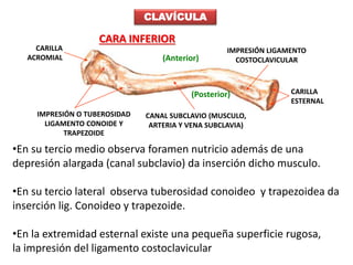 Osteología del miembro superior i (Anatomía Humana) | PPTX