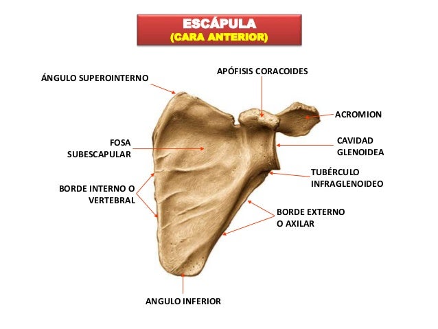 Osteología del miembro superior i (Anatomía Humana)