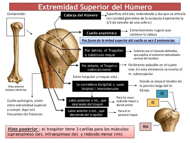 Osteología del miembro superior i (Anatomía Humana)