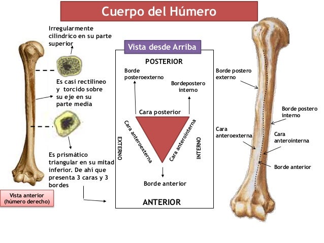 Osteología del miembro superior i (Anatomía Humana)