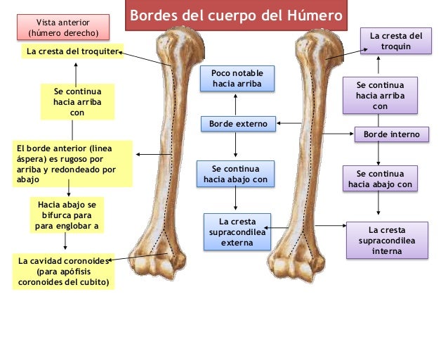 Osteología del miembro superior i (Anatomía Humana)
