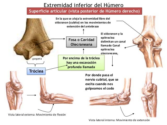Osteología del miembro superior i (Anatomía Humana)