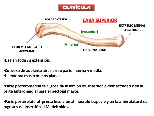 Osteología del miembro superior i (Anatomía Humana)