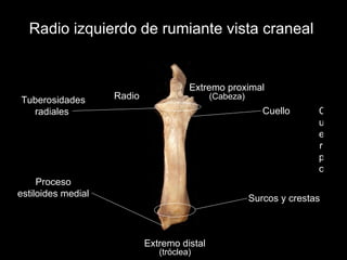 Osteología del miembro torácico | PPT