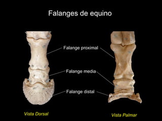 Osteología del miembro torácico | PPT
