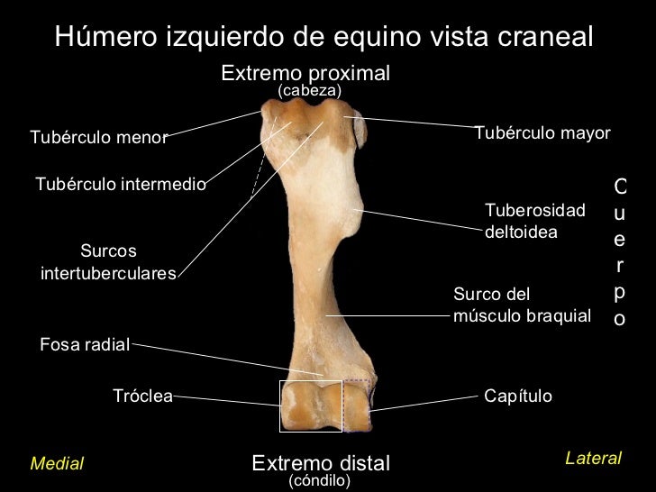 Osteología del miembro torácico