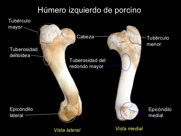 Osteología del miembro torácico