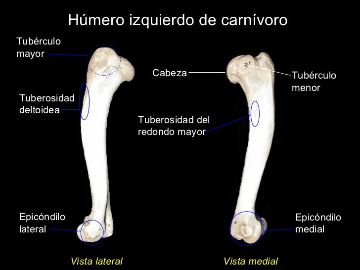Osteología del miembro torácico