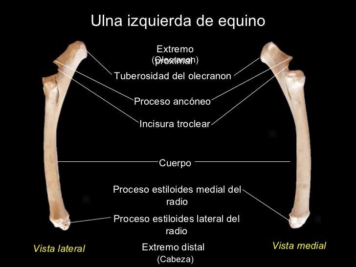 Osteología del miembro torácico