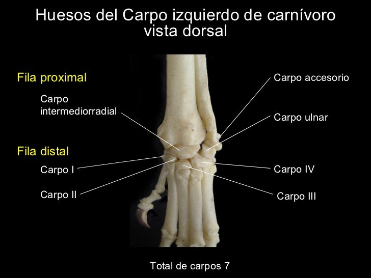 CarposJosue Javier on emaze
