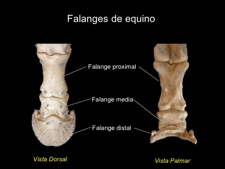 Osteología del miembro torácico