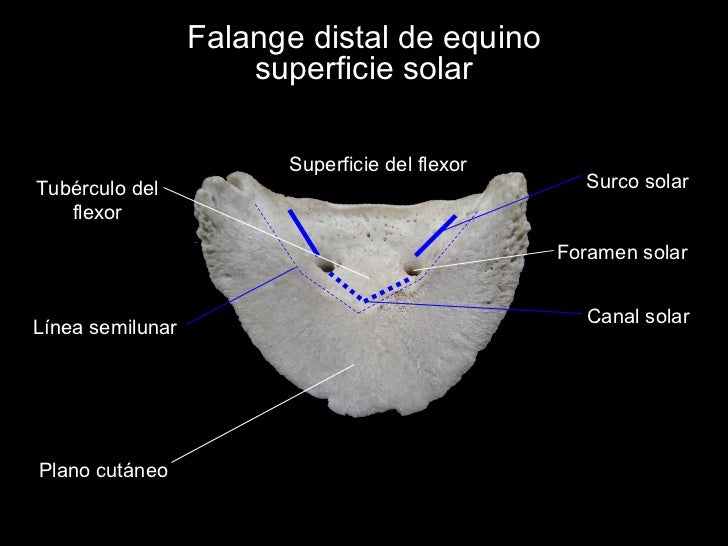 Osteología del miembro torácico