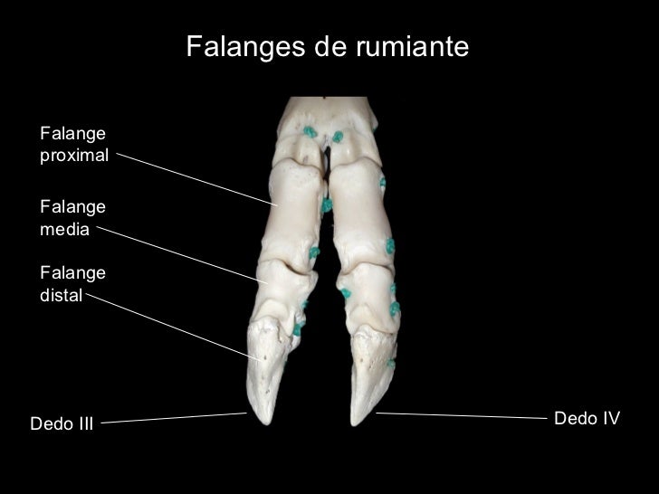 Osteología del miembro torácico