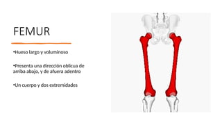 osteología femur y rotula ,anatomia.pptx