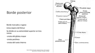 osteología femur y rotula ,anatomia.pptx