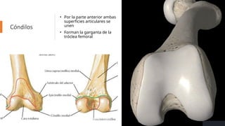 osteología femur y rotula ,anatomia.pptx