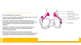 osteología femur y rotula ,anatomia.pptx