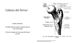 osteología femur y rotula ,anatomia.pptx