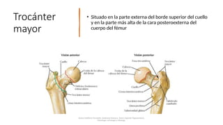 osteología femur y rotula ,anatomia.pptx