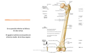 osteología femur y rotula, anatomia.pptx