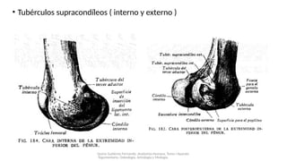 osteología femur y rotula, anatomia.pptx