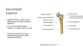 osteología femur y rotula, anatomia.pptx