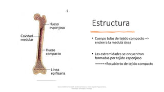 osteología femur y rotula, anatomia.pptx
