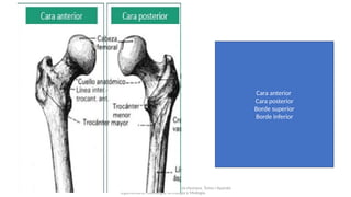 osteología femur y rotula, anatomia.pptx