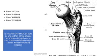 osteología femur y rotula, anatomia.pptx
