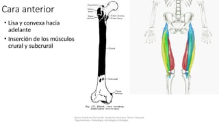 osteología femur y rotula, anatomia.pptx