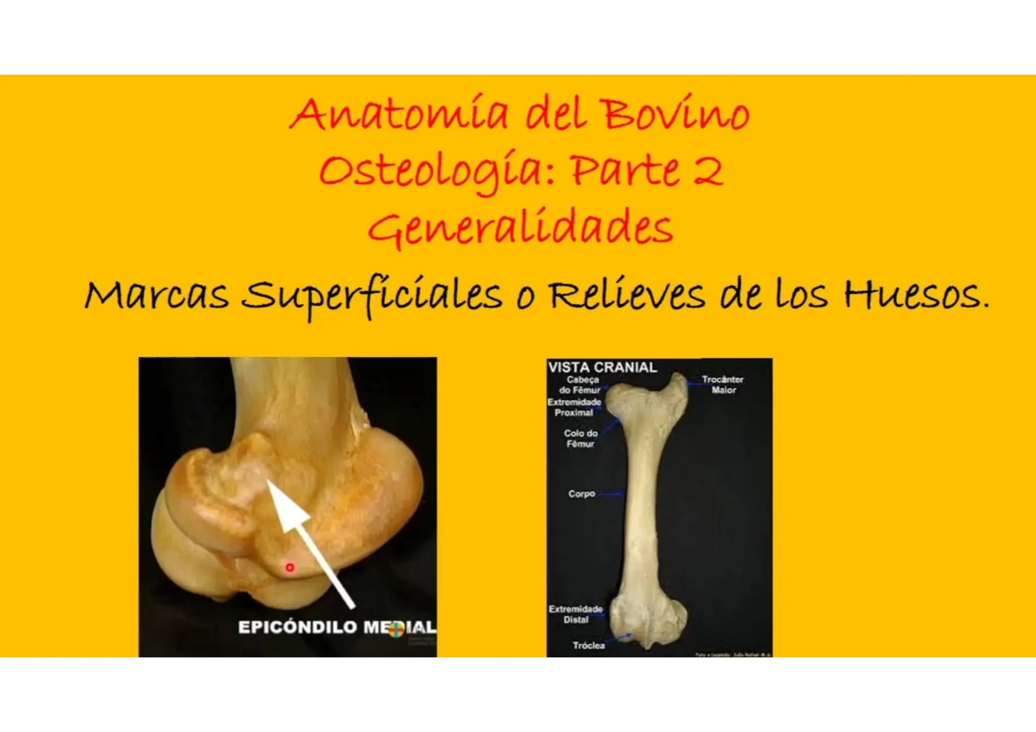 Osteología del bovino accidentes oseos II parte | PDF