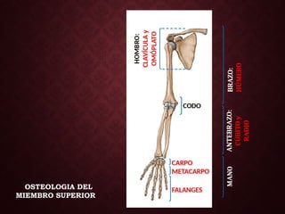 Osteología y Artrología de MS 2020.pptx.pdf