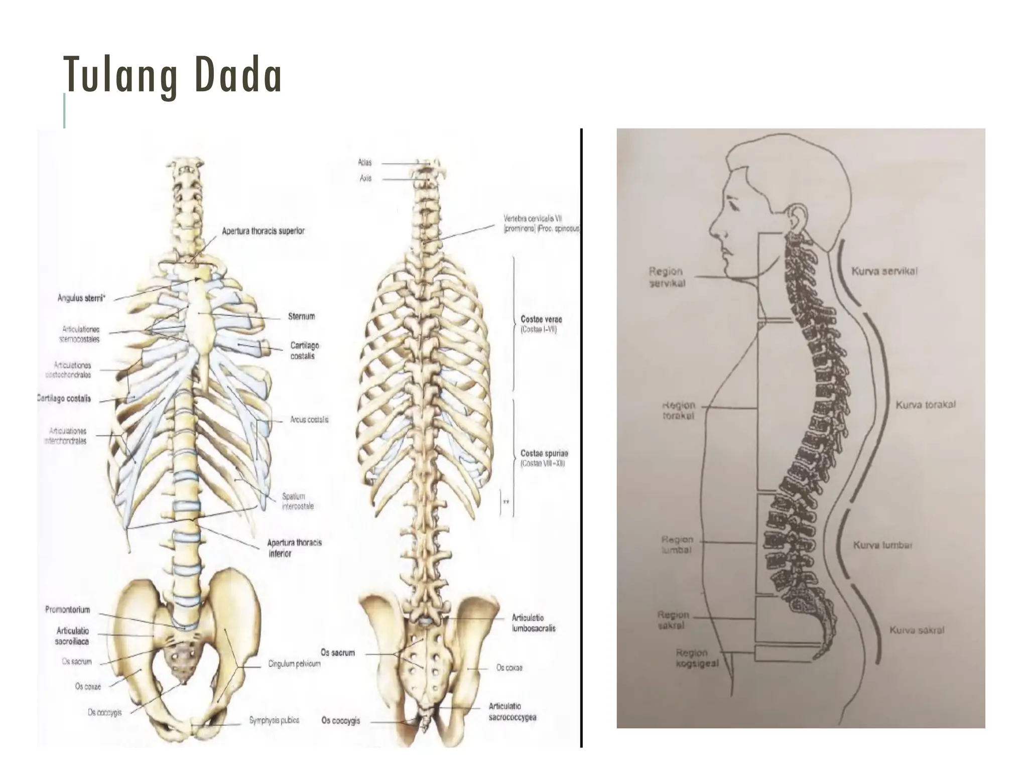anatomi dan fisiologi : OSTEOLOGI pada manusia | PDF