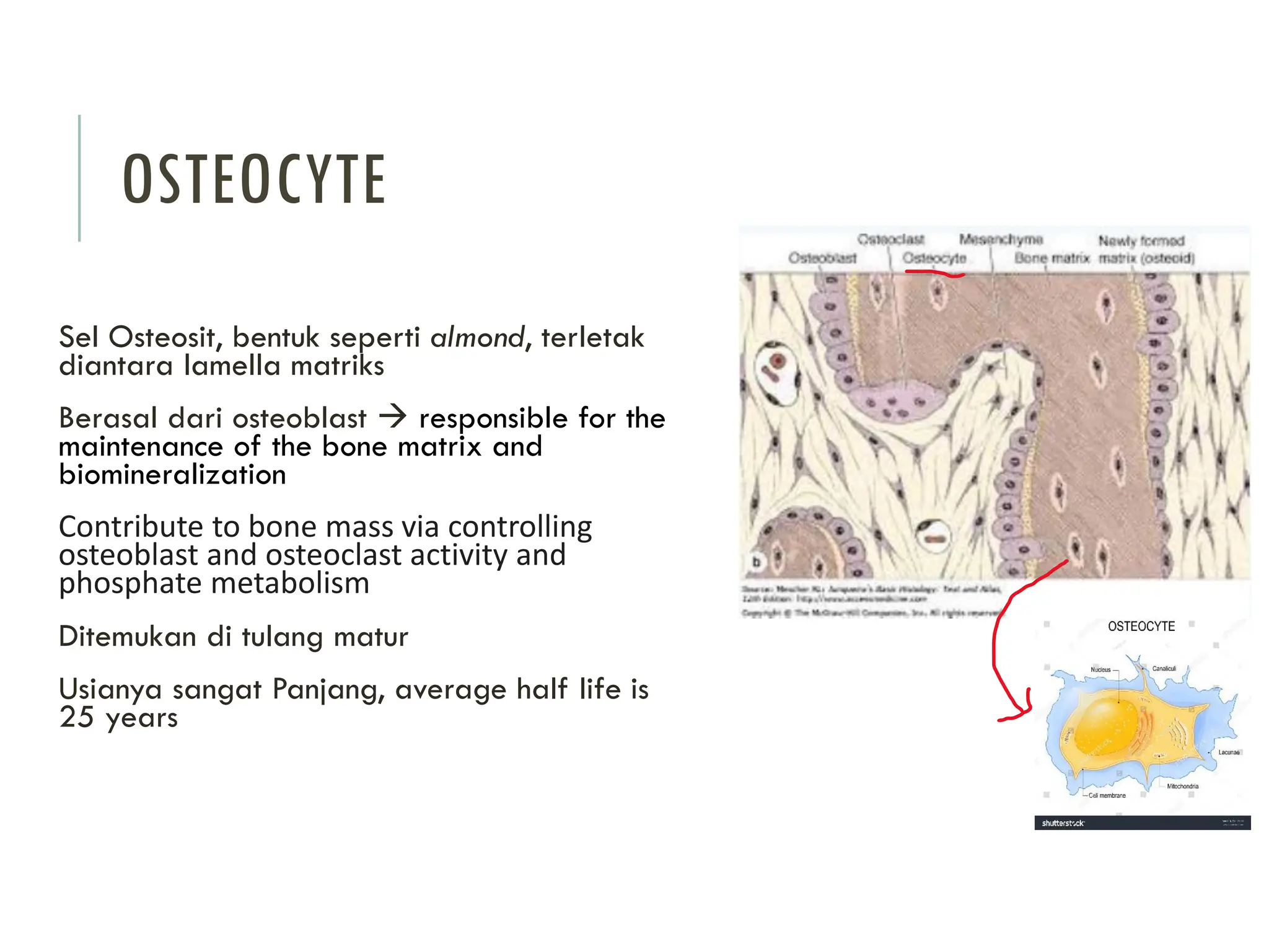 anatomi dan fisiologi : OSTEOLOGI pada manusia | PDF