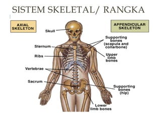 anatomi dan fisiologi : OSTEOLOGI pada manusia | PDF