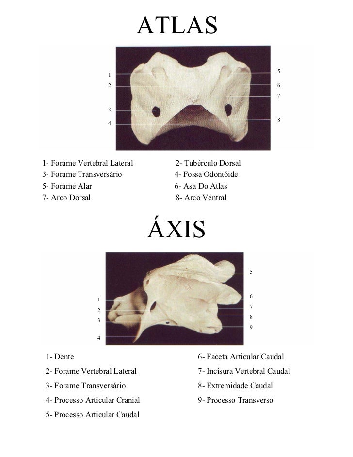 Osteologia